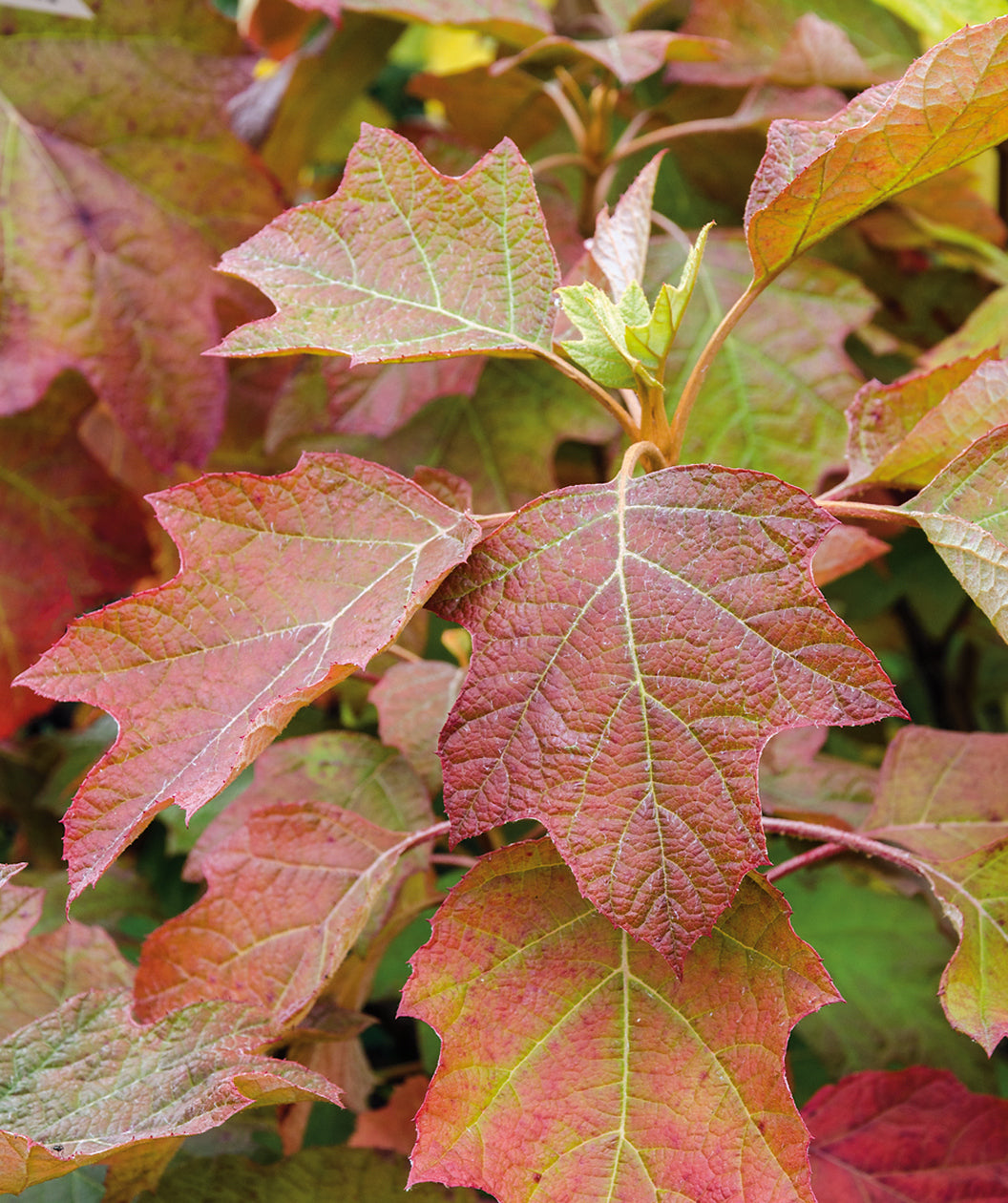 Alice Oakleaf Hydrangea | Bower & Branch