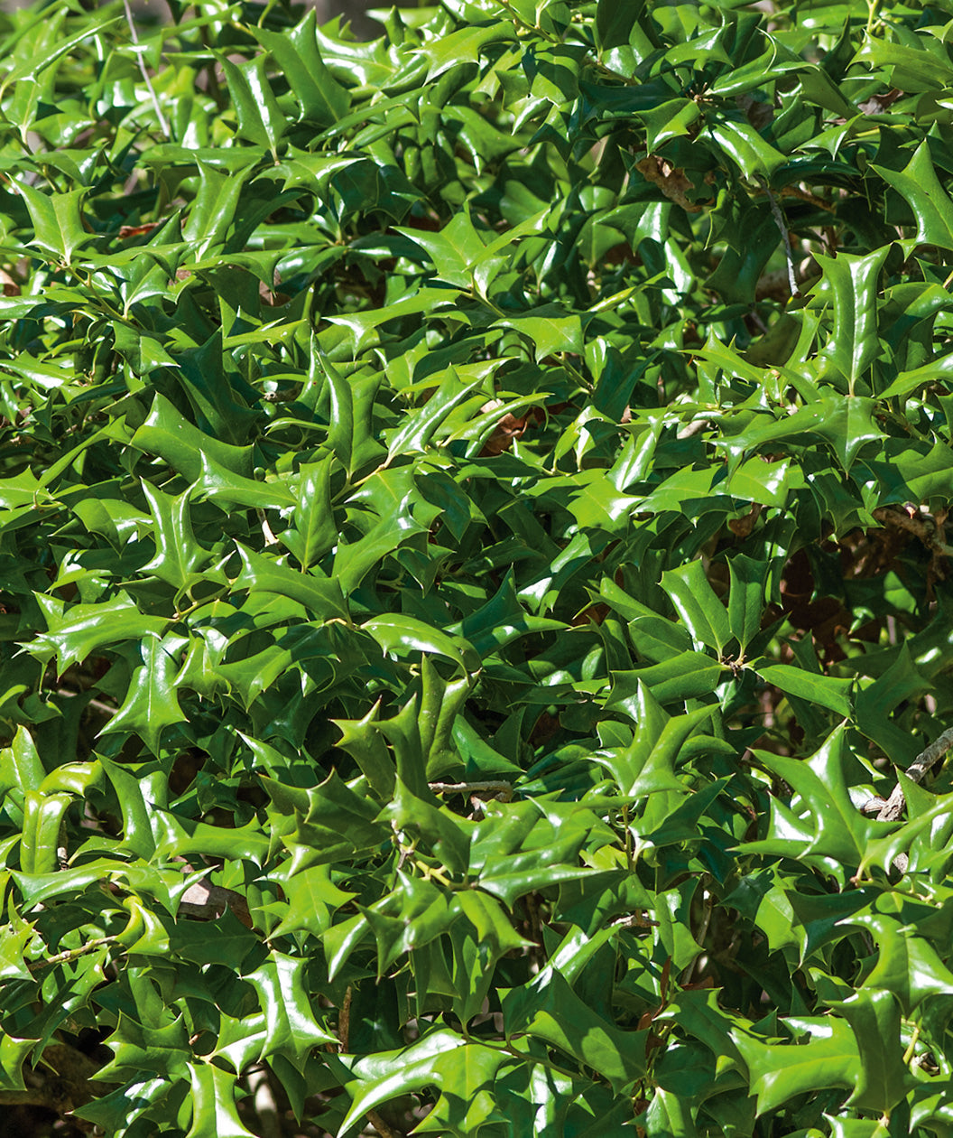 Eagleston Holly | Bower & Branch
