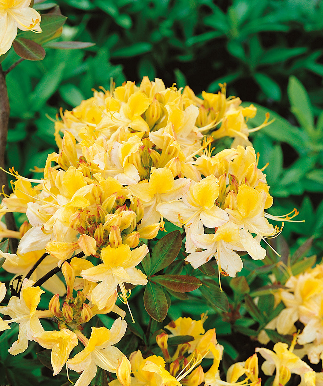 Hi-Lights Deciduous Azalea | Bower & Branch