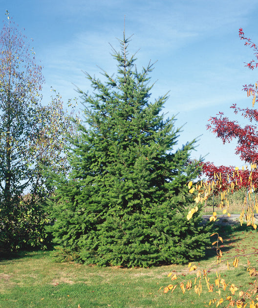 Douglas Fir | Bower & Branch