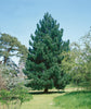 Austrian Pine | Bower & Branch