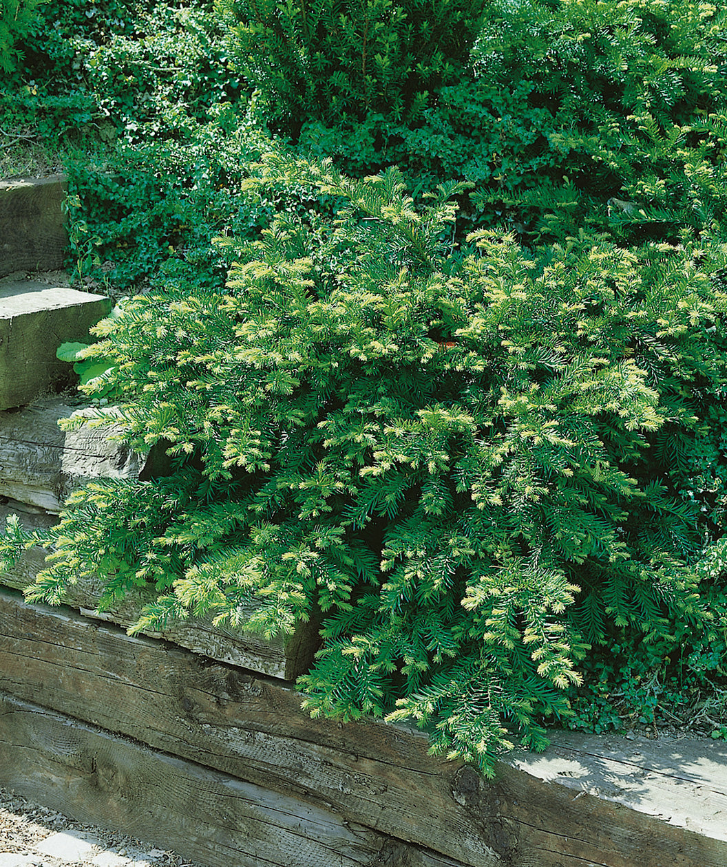 English Yew | Bower & Branch
