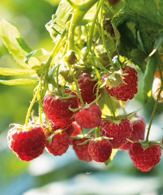 Willamette Red Raspberry | Bower & Branch