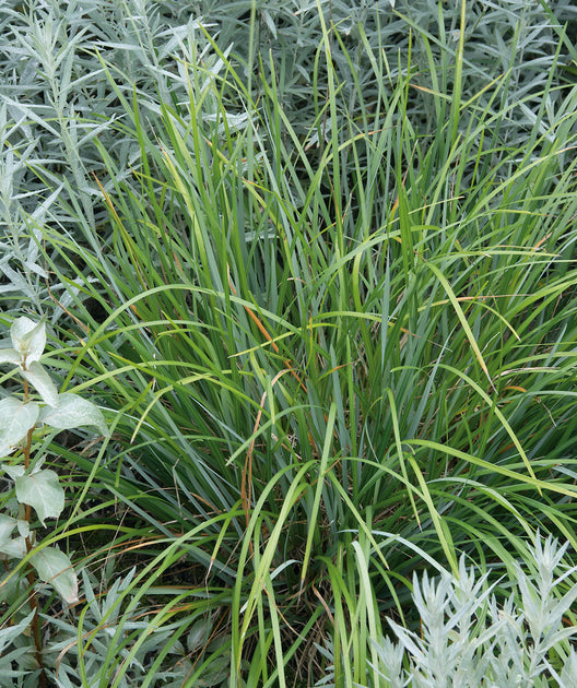 Cherokee Sedge | Bower & Branch