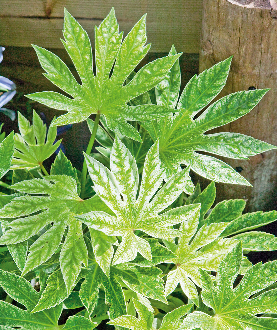 Spider's Web Japanese Aralia | Bower & Branch