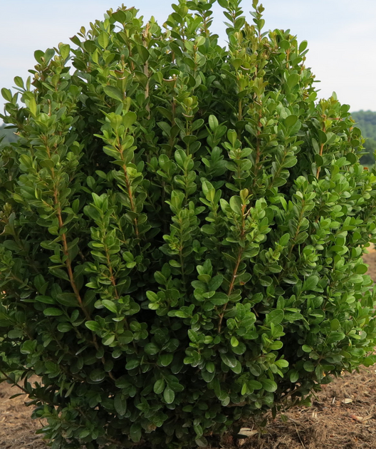 NewGen® Freedom Boxwood | Bower & Branch