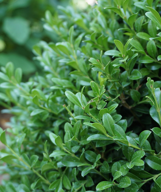 NewGen® Independence Boxwood | Bower & Branch