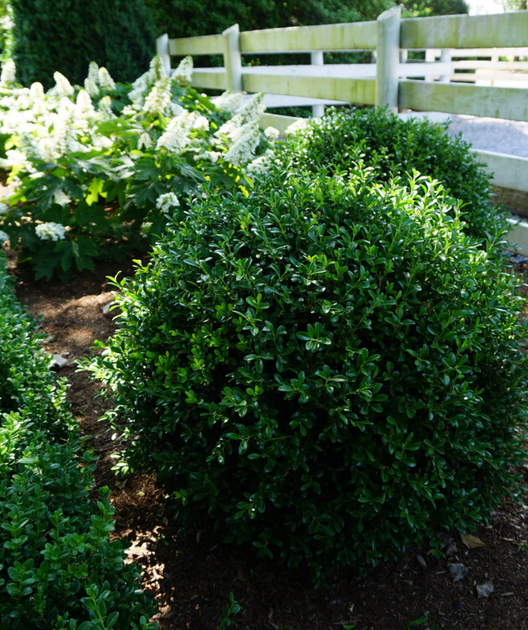 NewGen® Independence Boxwood | Bower & Branch