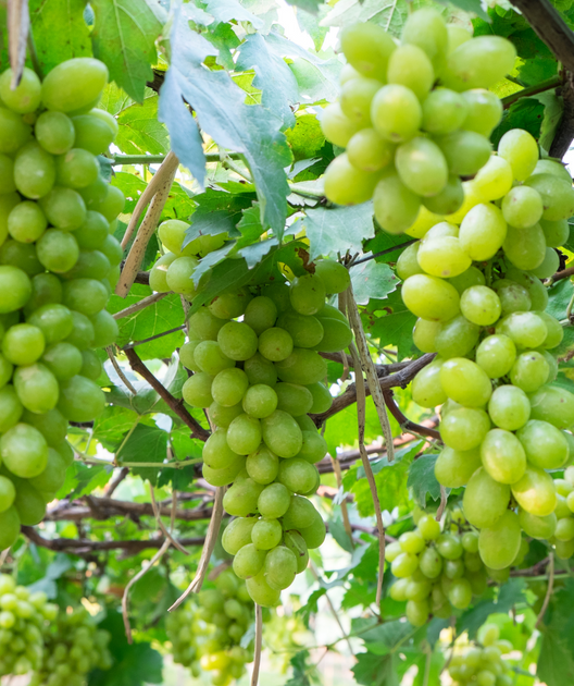 Niagara Seeded Grape – Bower & Branch