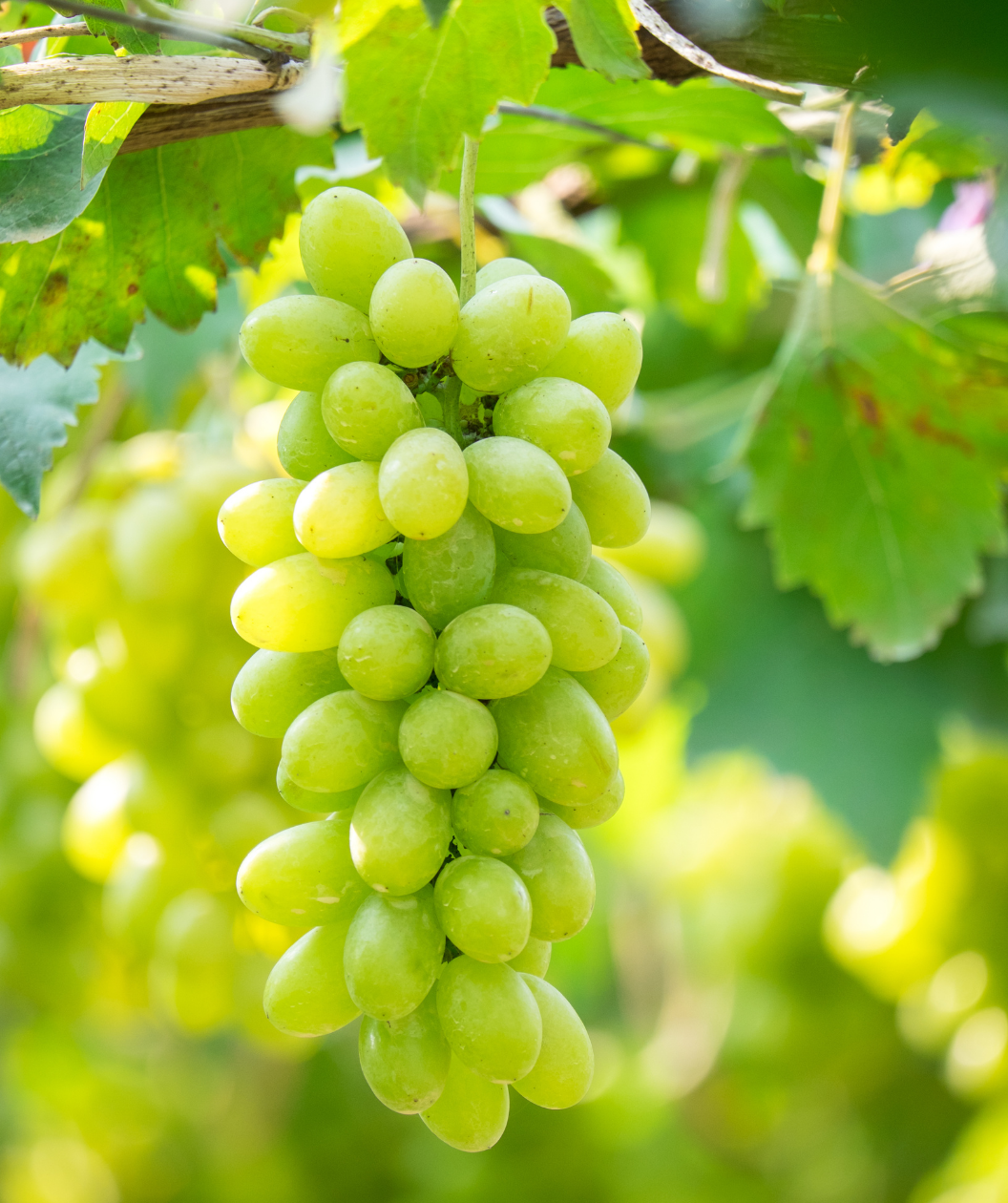 Niagara Seeded Grape – Bower & Branch