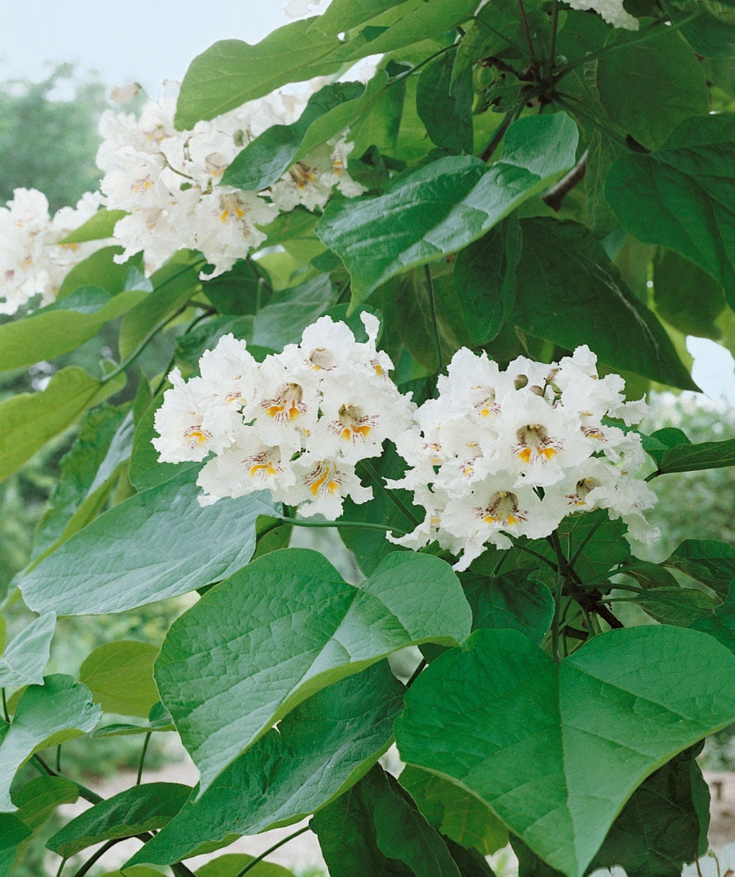 Northern Catalpa | Bower & Branch