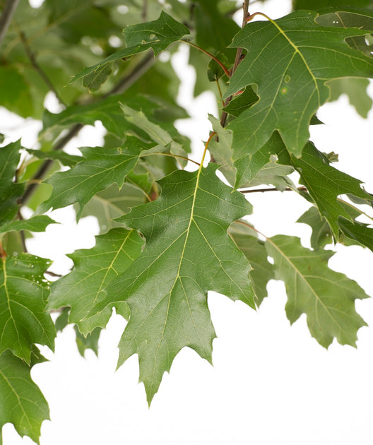 Northern Red Oak | Bower & Branch