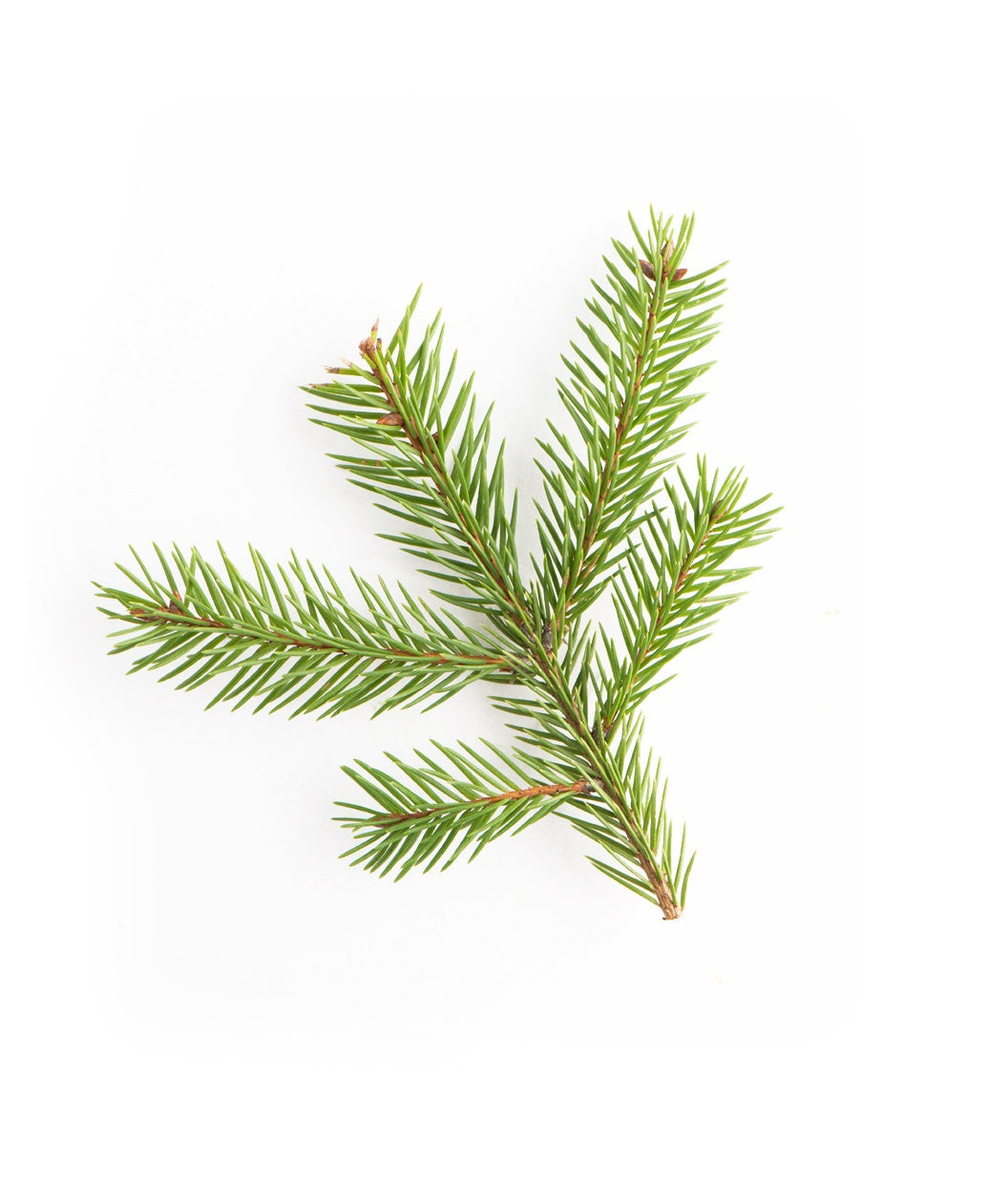 Norway Spruce Evergreen Bundle | Bower & Branch