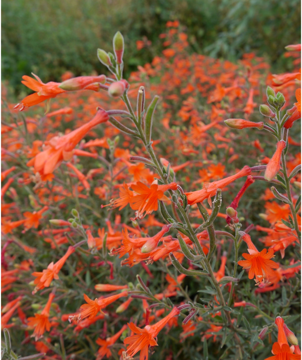 Orange Carpet® Hummingbird's Trumpet | Bower & Branch