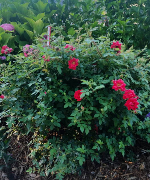 Oso Easy® Urban Legend® Rose – Bower & Branch