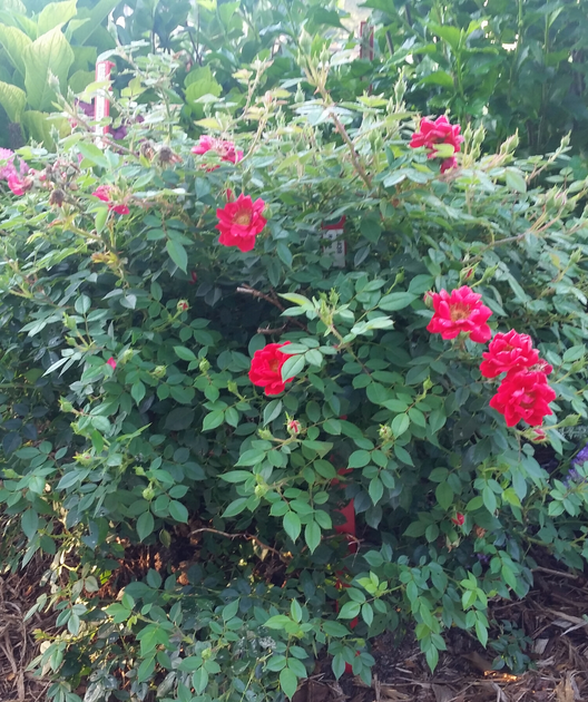 Oso Easy® Urban Legend® Rose – Bower & Branch