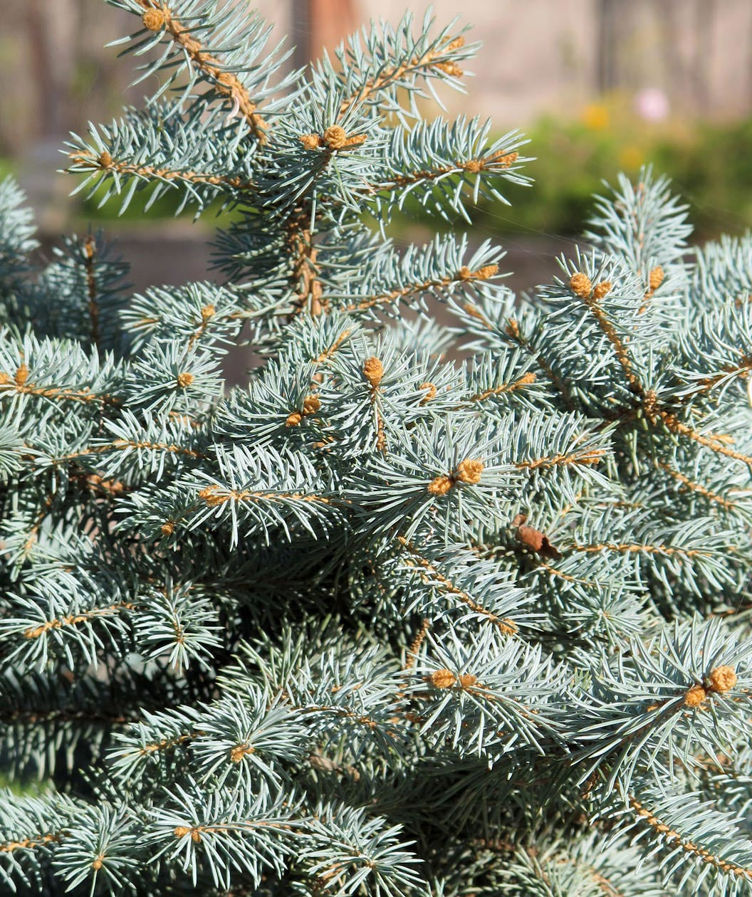 Dwarf Globe Blue Spruce Bower And Branch 9463