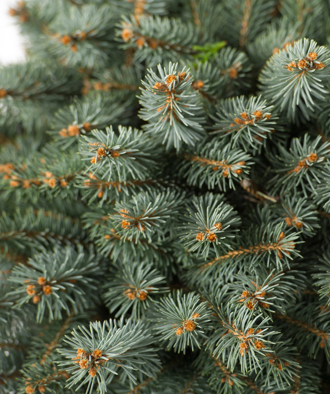 Dwarf Globe Blue Spruce Tree Form | Bower & Branch