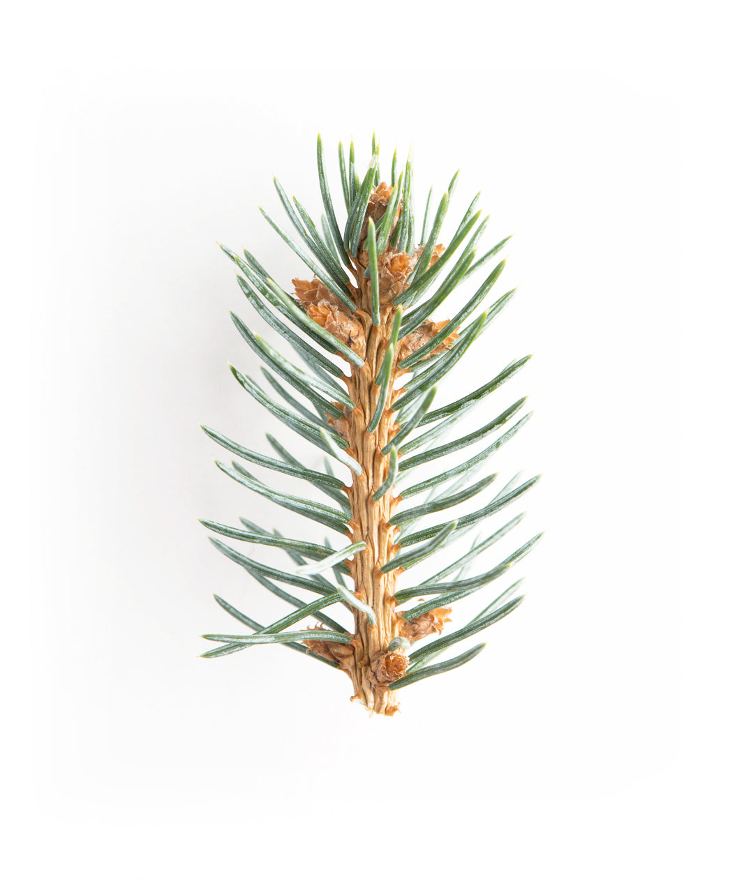 Dwarf Globe Blue Spruce Tree Form | Bower & Branch