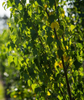 Parkland Pillar Birch | Bower & Branch