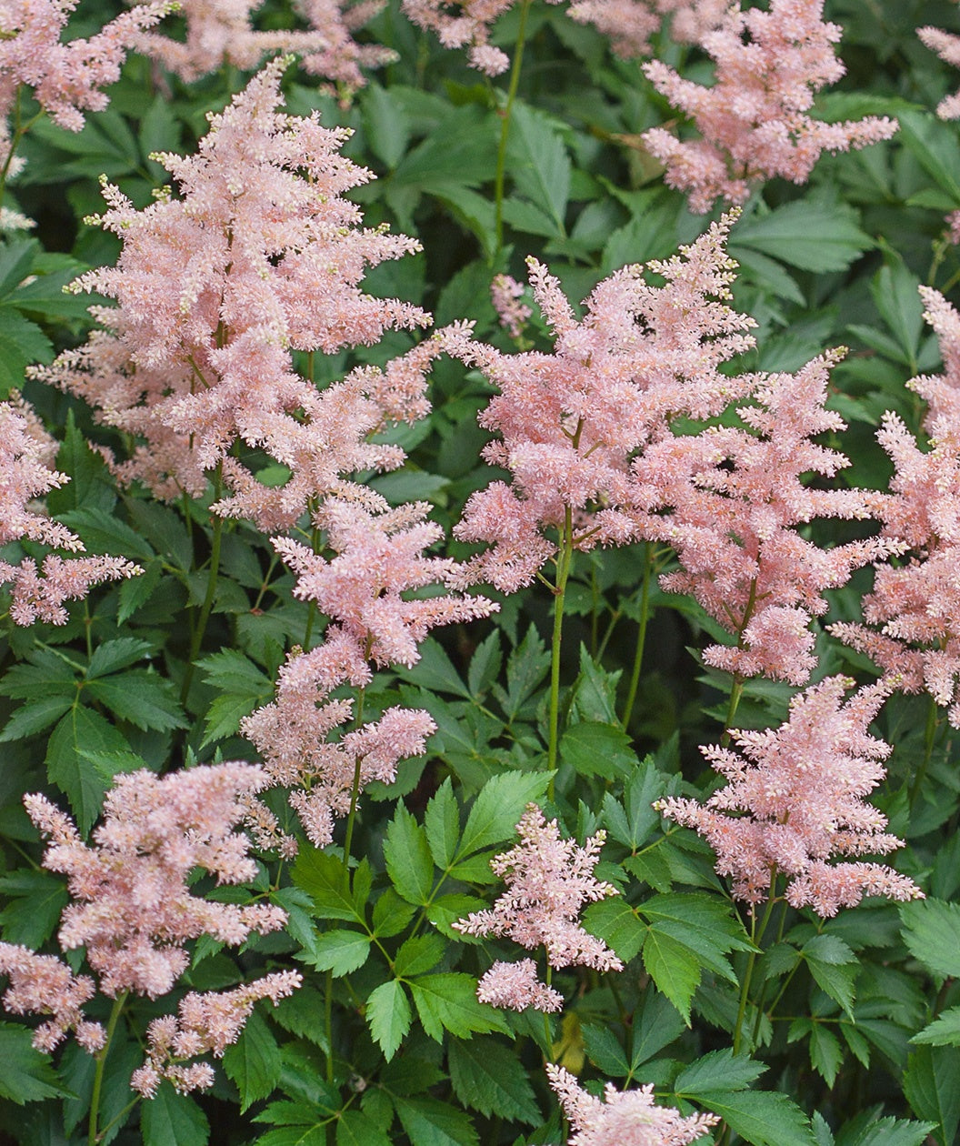 Peach Blossom Astilbe – Bower & Branch