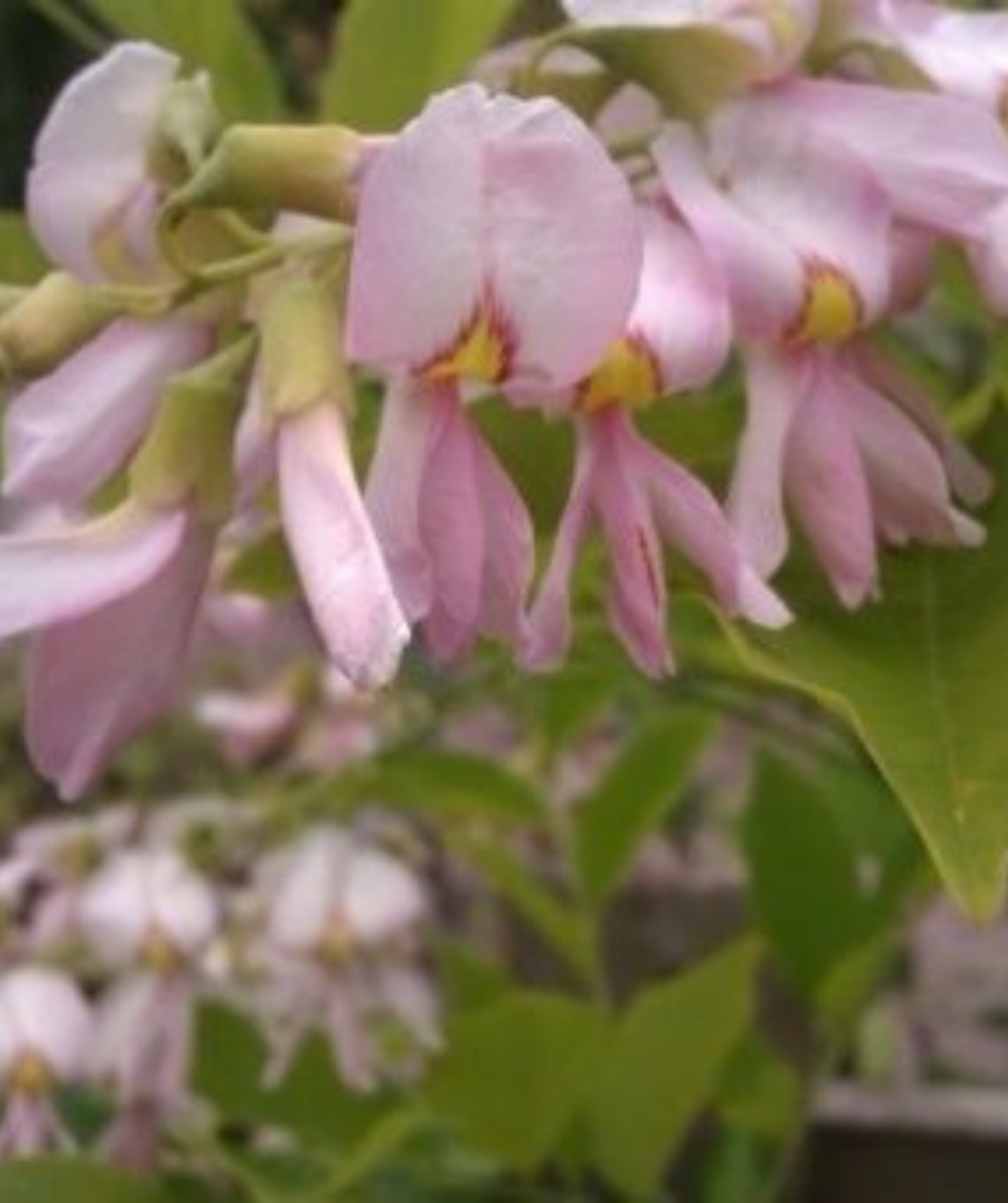 Perkins Pink Yellowwood – Bower & Branch