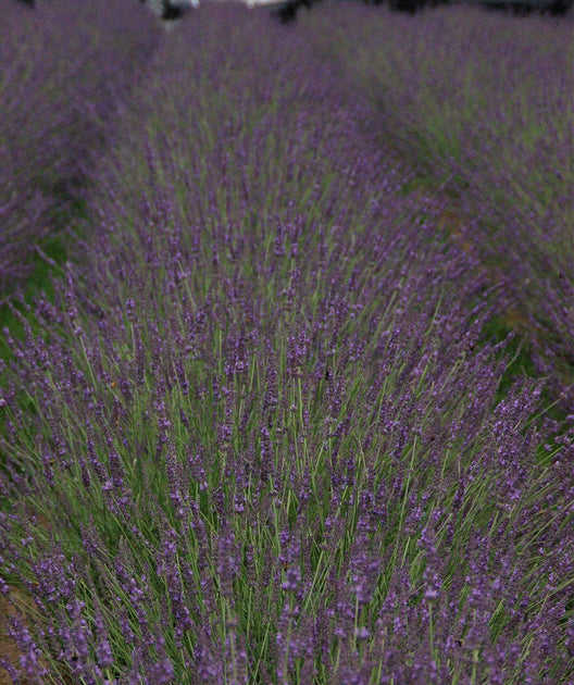 Phenomenal Lavender | Bower & Branch