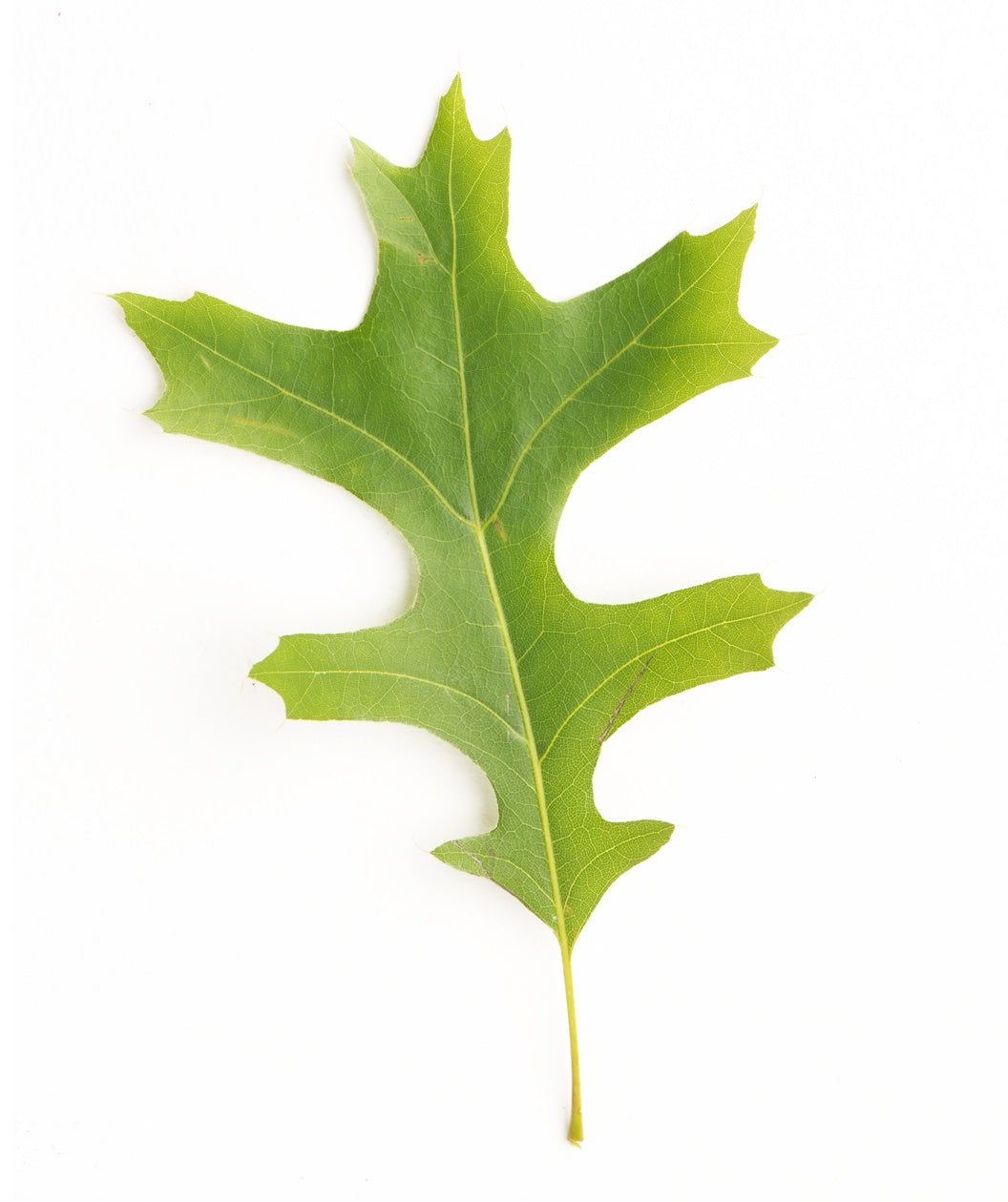 Pin Oak | Bower & Branch