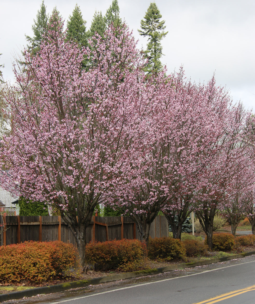 Pink Flair® Cherry | Bower & Branch