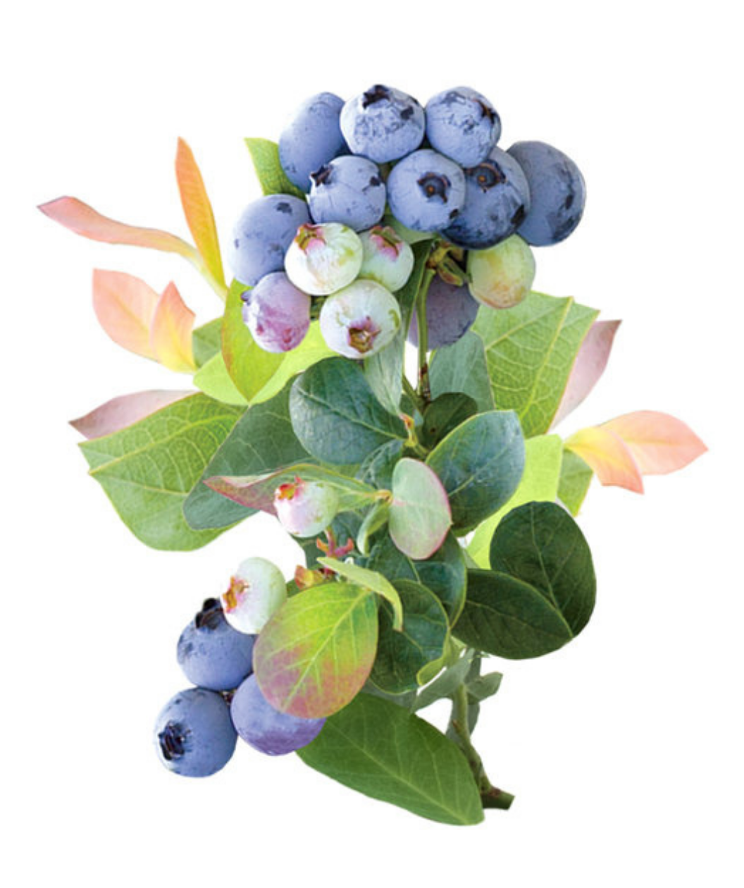 Pink Icing® Blueberry | Bower & Branch