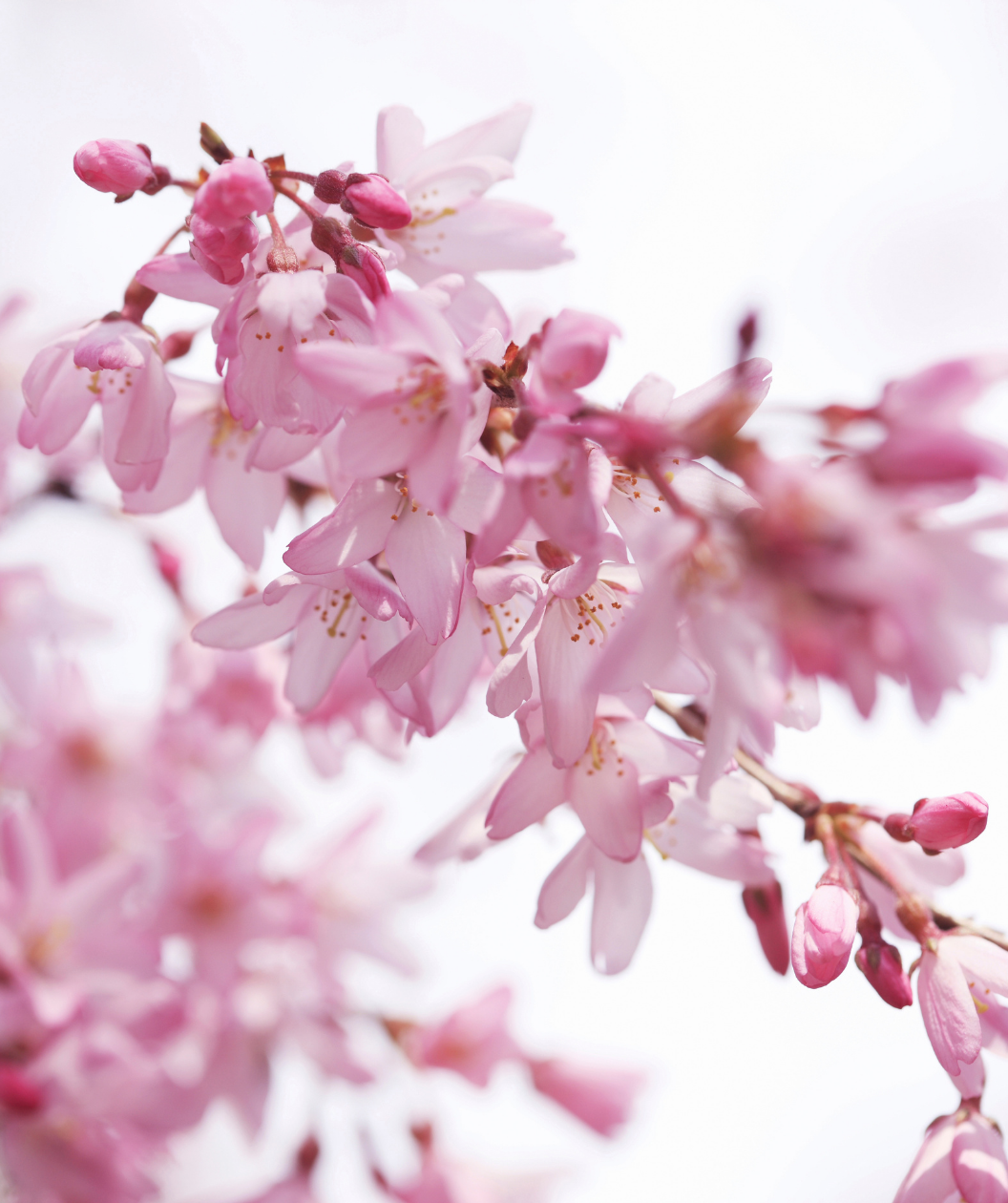Pink Snow Showers™ Weeping Cherry | Bower & Branch