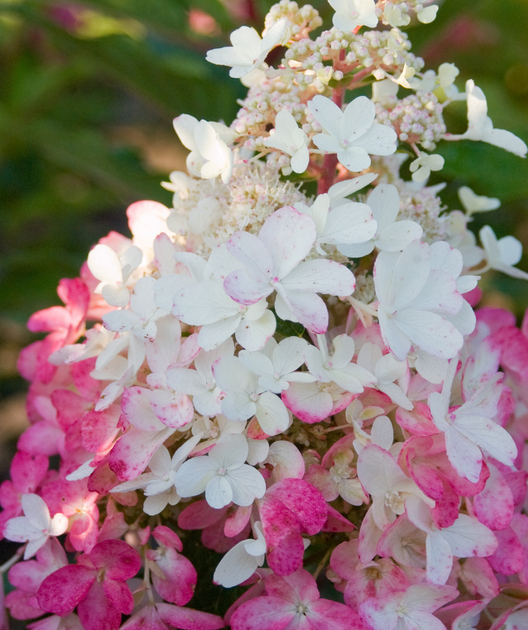 Pinky Winky® Hydrangea | Bower & Branch