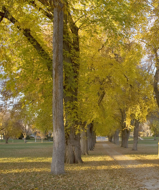 Princeton American Elm | Bower & Branch