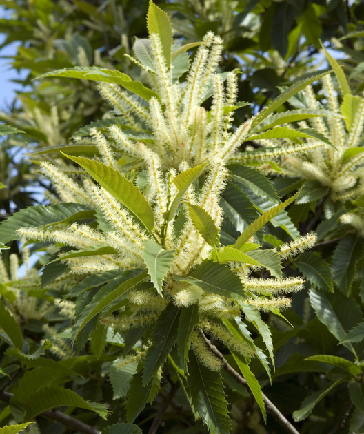 Qing Chinese Chestnut Treeling | Bower & Branch