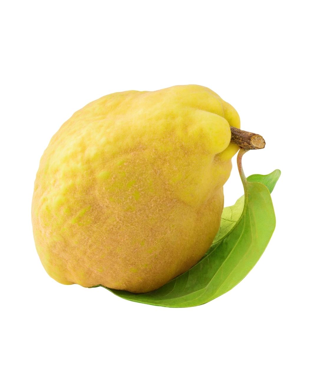 Champion Common Quince | Bower & Branch