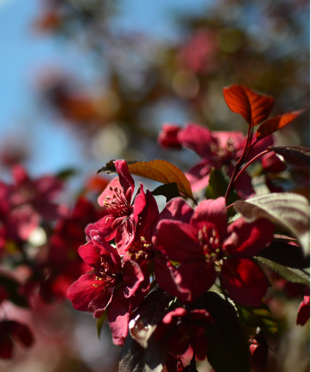 Red Barron Flowering Crabapple | Bower & Branch