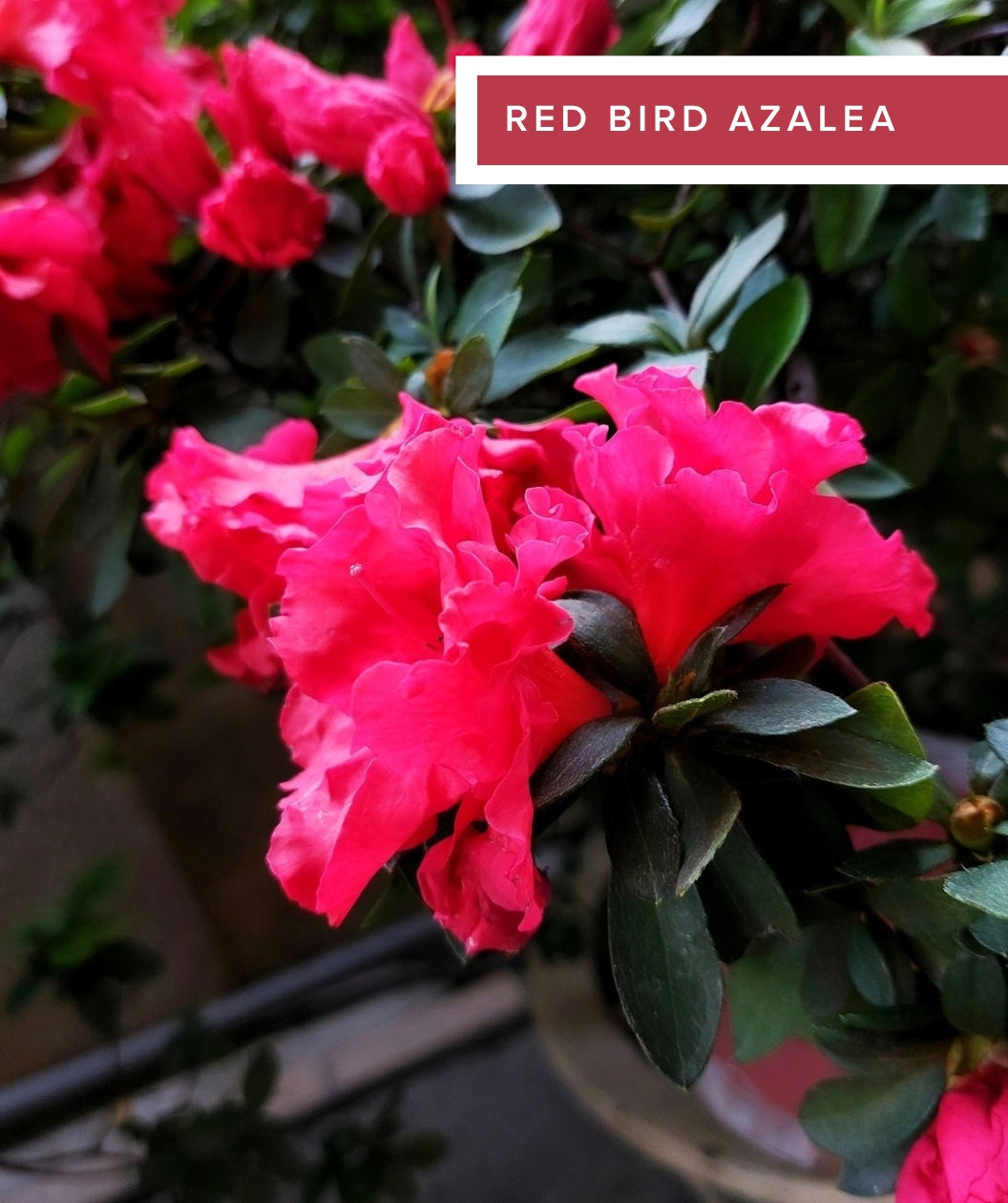 Evergreen Azaleas – Bower & Branch