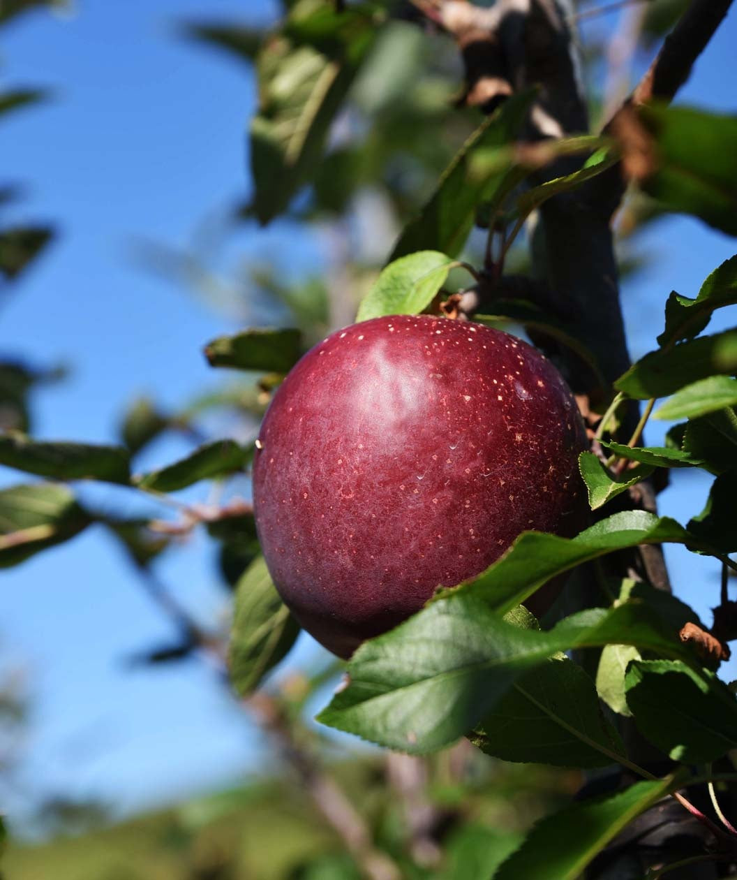 Red Delicious Apple Tree