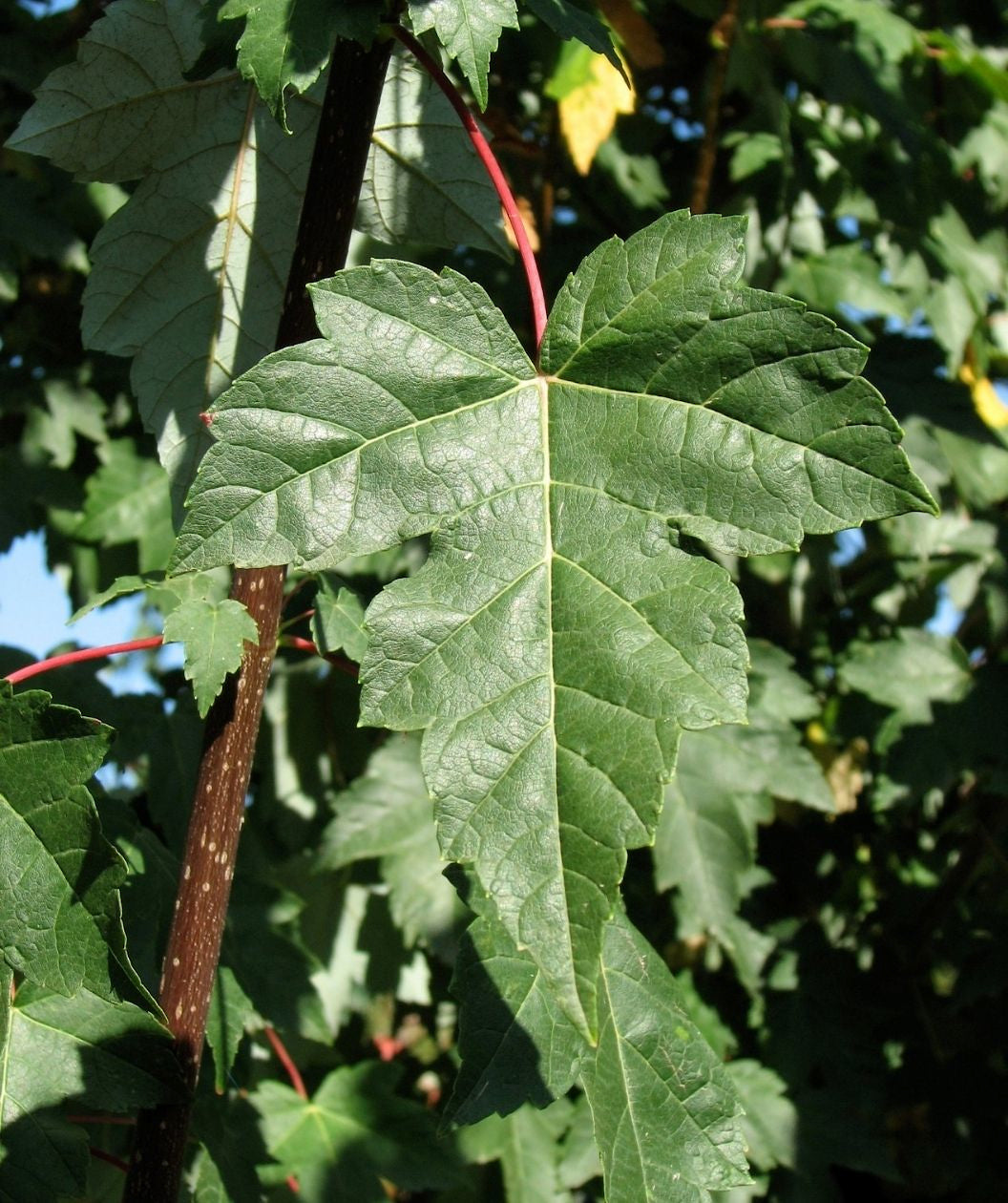 Redpointe® Red Maple | Bower & Branch