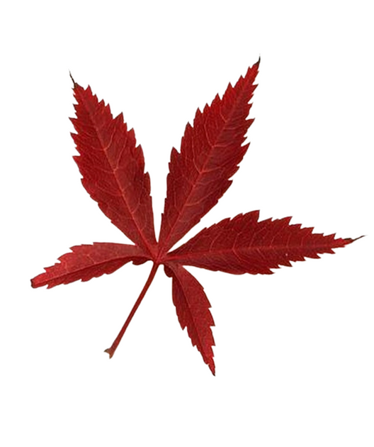 Red Pygmy Japanese Maple | Bower & Branch