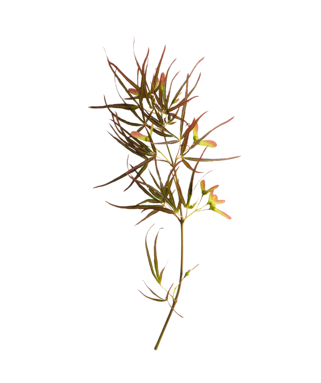 Red Pygmy Japanese Maple | Bower & Branch