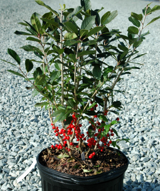 Red Sprite Winterberry – Bower & Branch