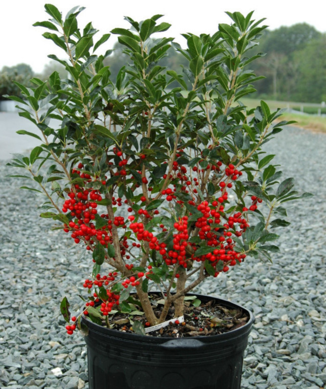 Red Sprite Winterberry – Bower & Branch