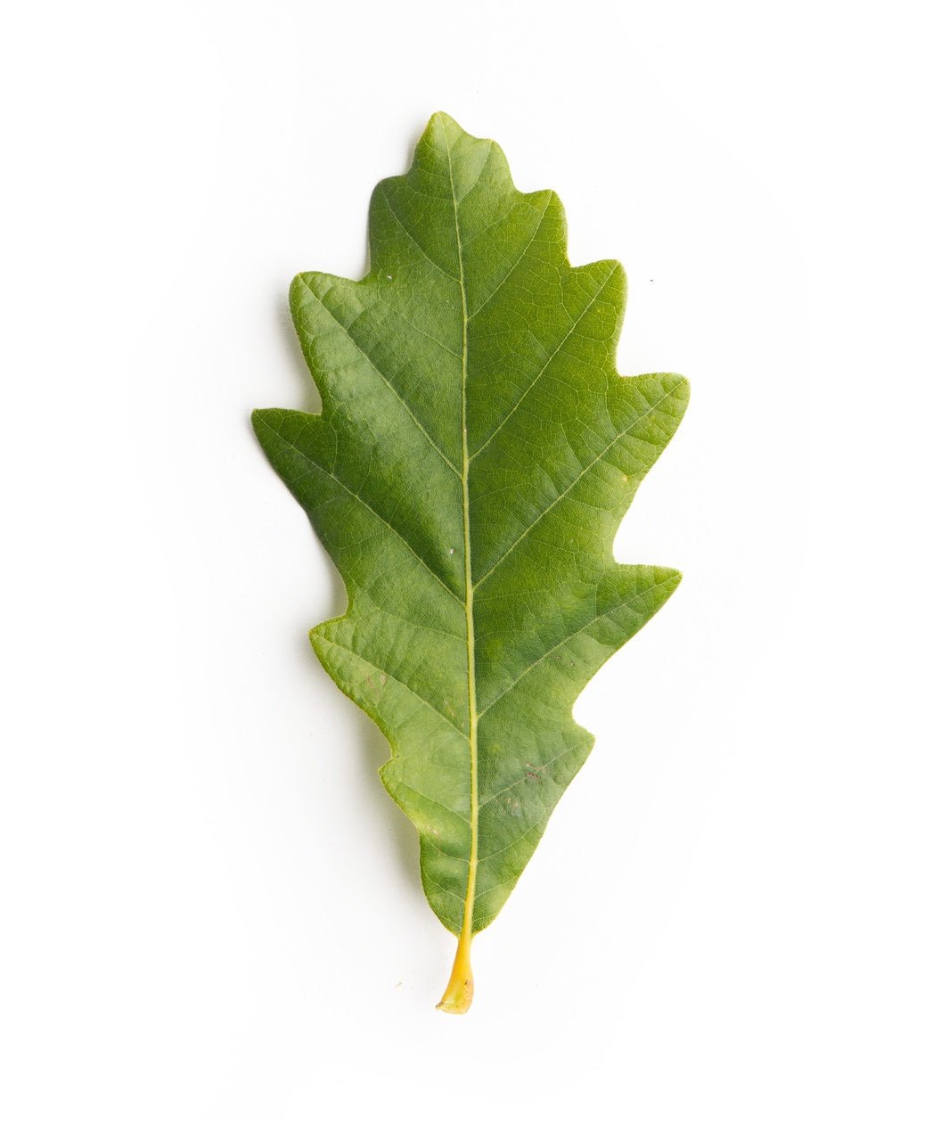 Regal Prince® Oak | Bower & Branch