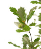 Regal Prince® Oak | Bower & Branch
