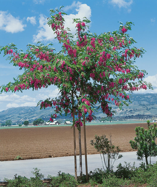 Purple Robe™ Black Locust – Bower & Branch