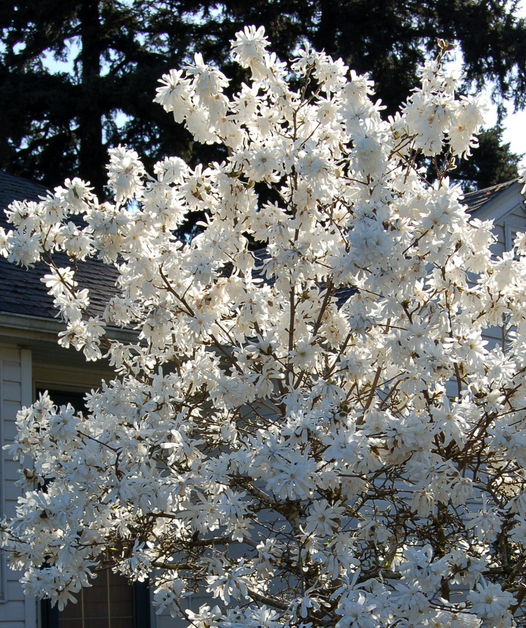 Dwarf Royal Star Magnolia Tree Illinois Royal Star Magnolia