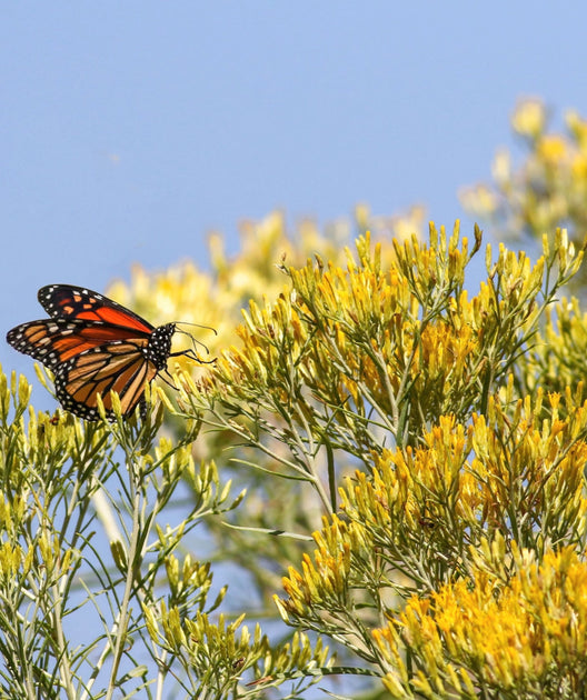Rubber Rabbitbrush | Bower & Branch