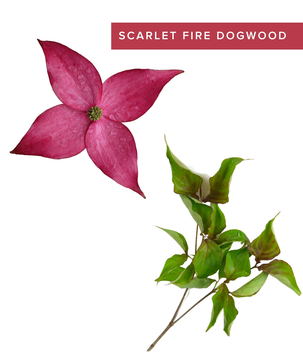 Living Tree Chairs | Bower & Branch