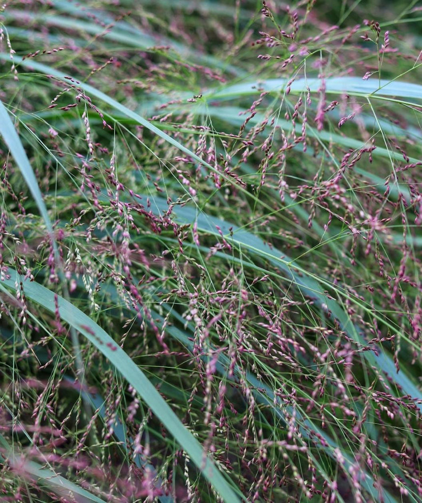 Switchgrass Seed Head